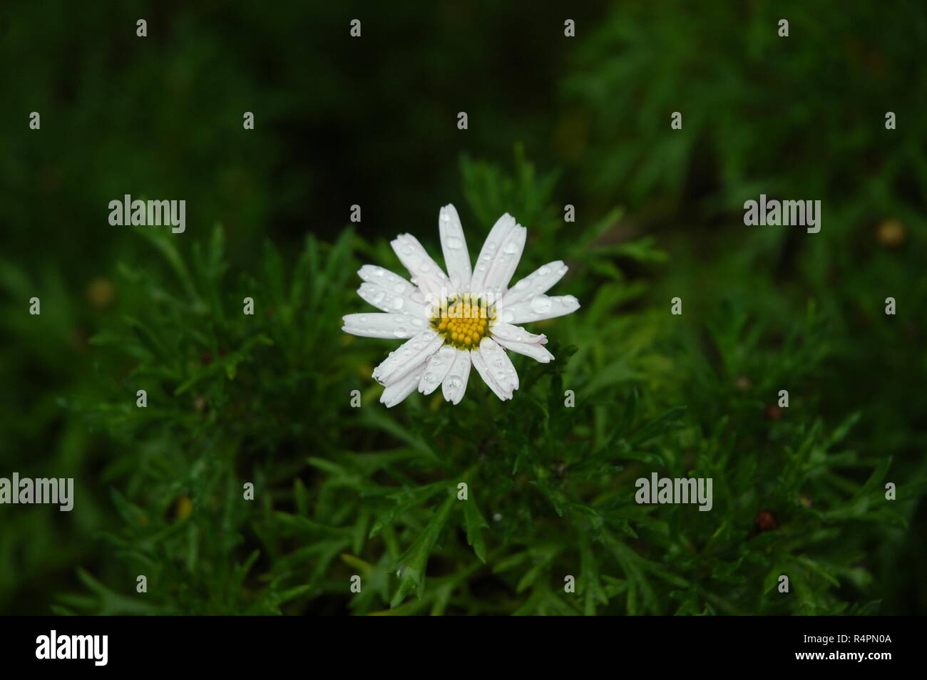 Magariten hi-res stock photography and images - Alamy