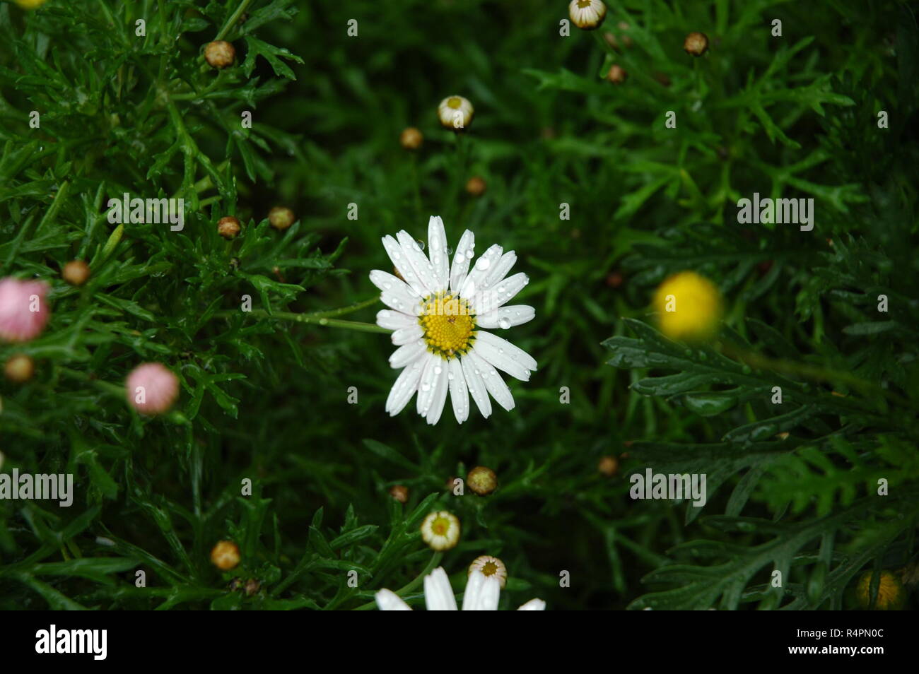 Magarite hi-res stock photography and images - Alamy