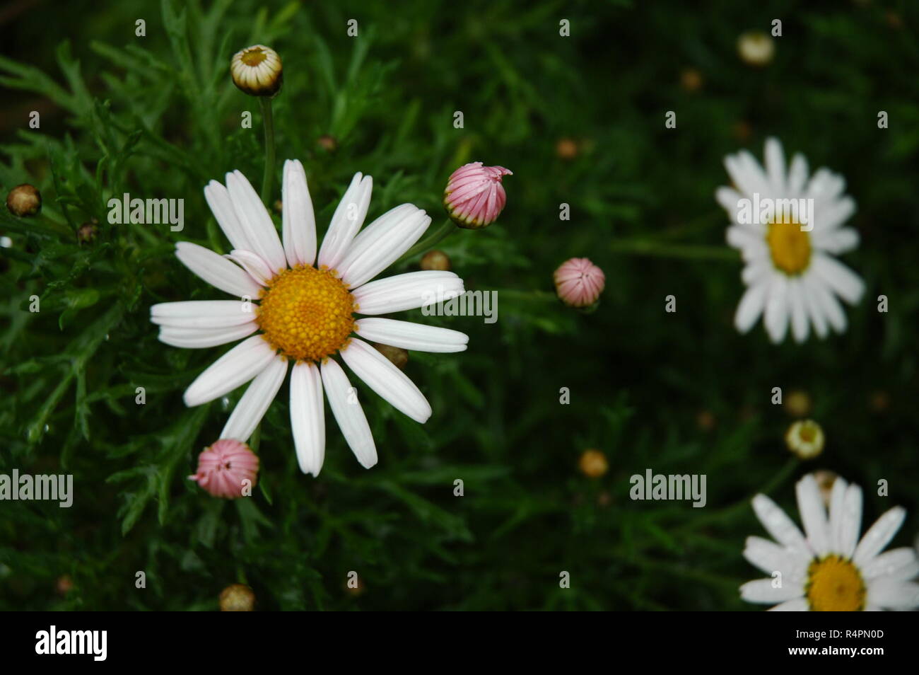 Magariten hi-res stock photography and images - Alamy