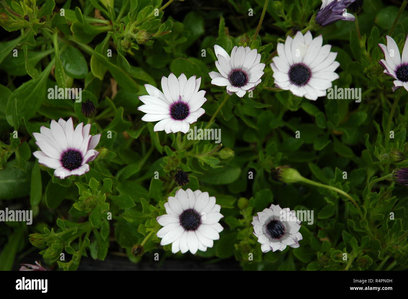 Magarite hi-res stock photography and images - Alamy