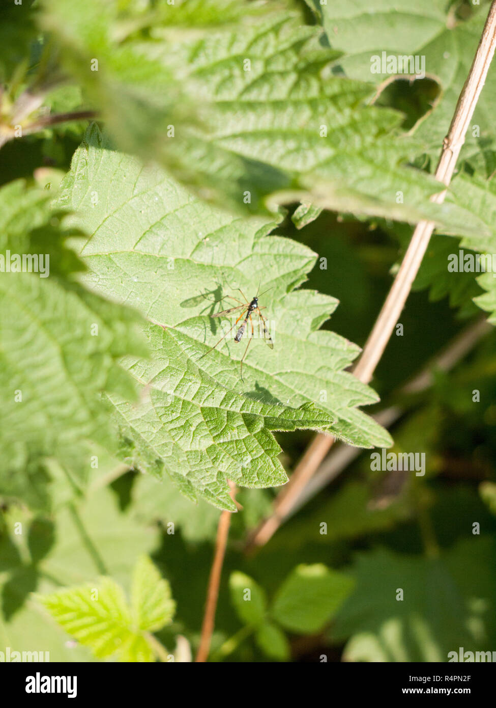 a big flying insect resting upon a leaf in spring and casting a shadow ...