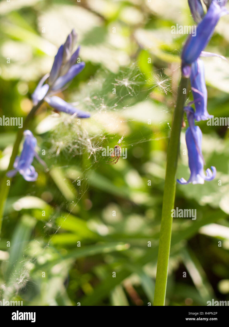 a spider upon its web in between blue bells in spring waiting for prey ...