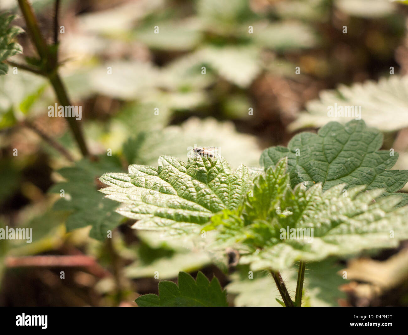 a close up of a fly resting on the edge of a leaf Stock Photo - Alamy