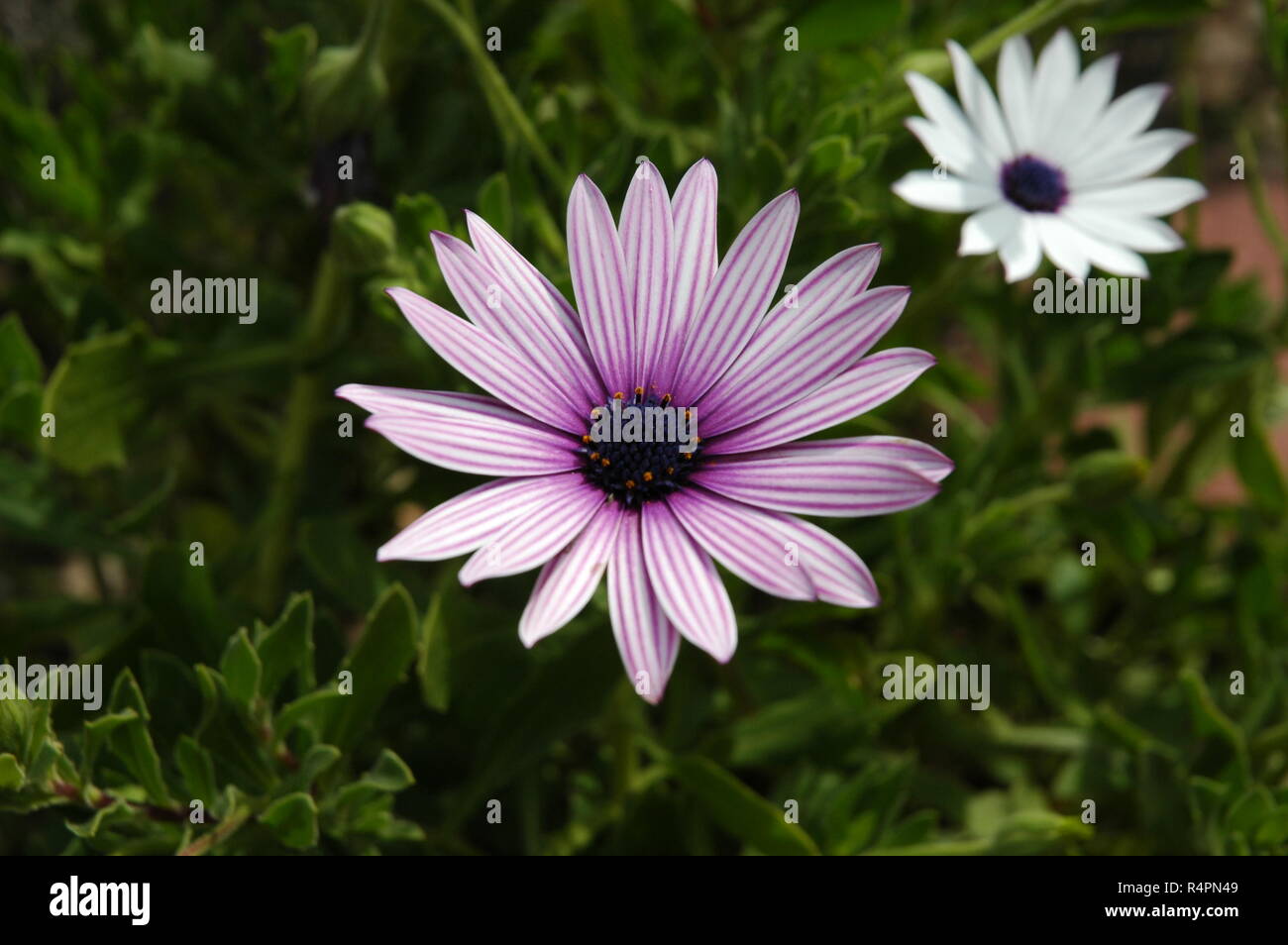 Magariten hi-res stock photography and images - Alamy