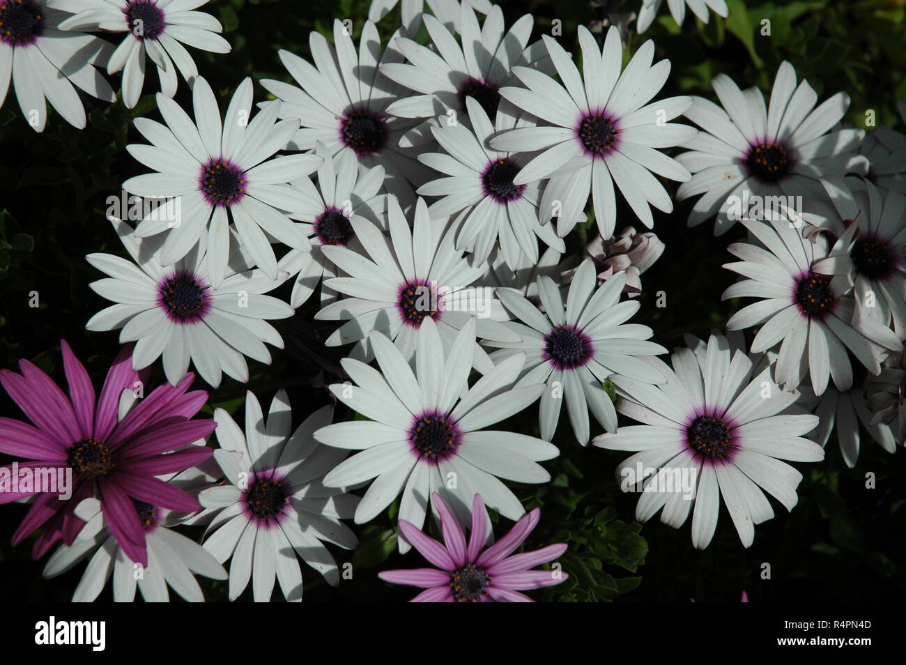 Magariten hi-res stock photography and images - Alamy