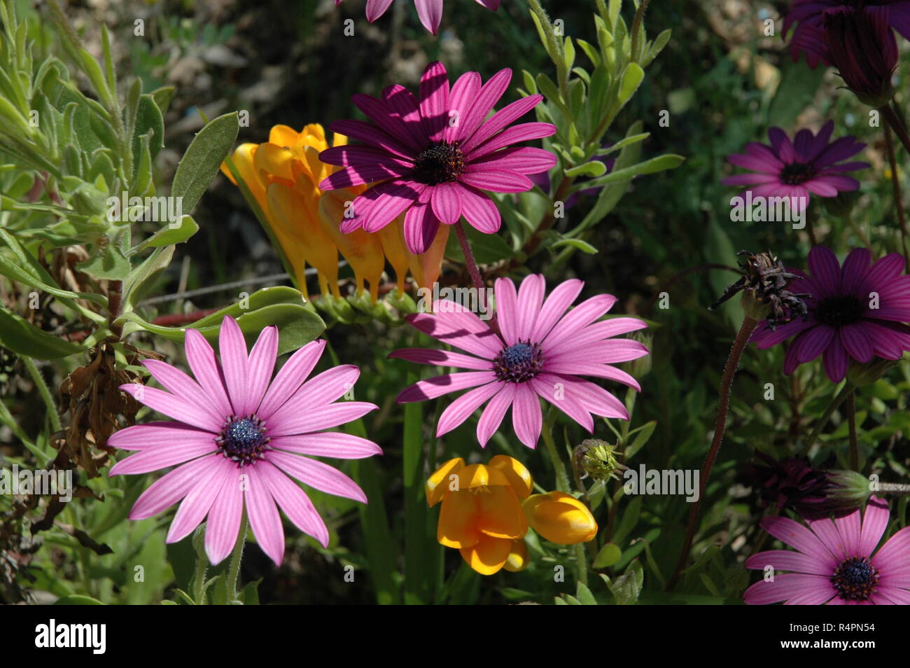 Magarite hi-res stock photography and images - Alamy