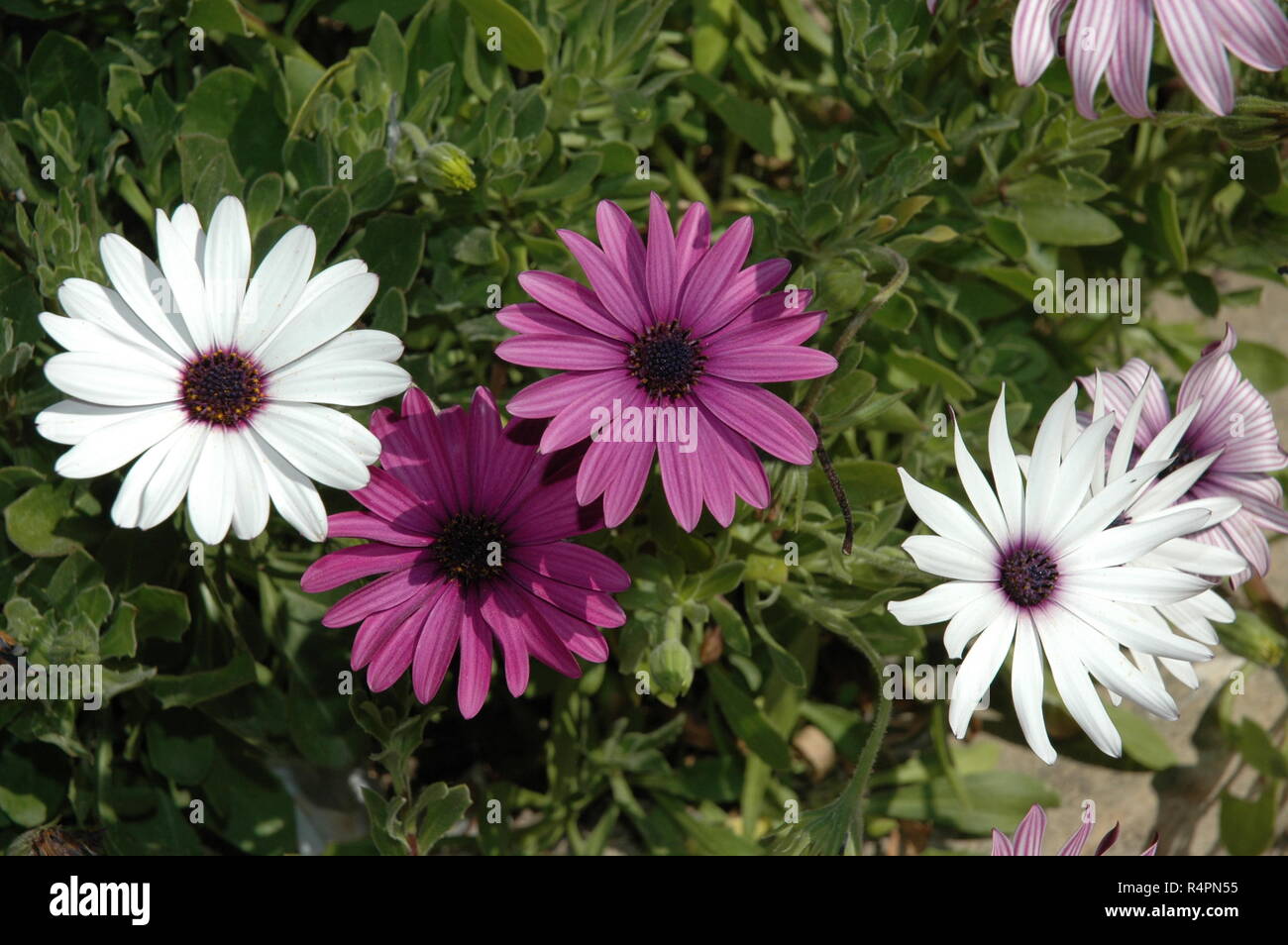 Magarite hi-res stock photography and images - Alamy