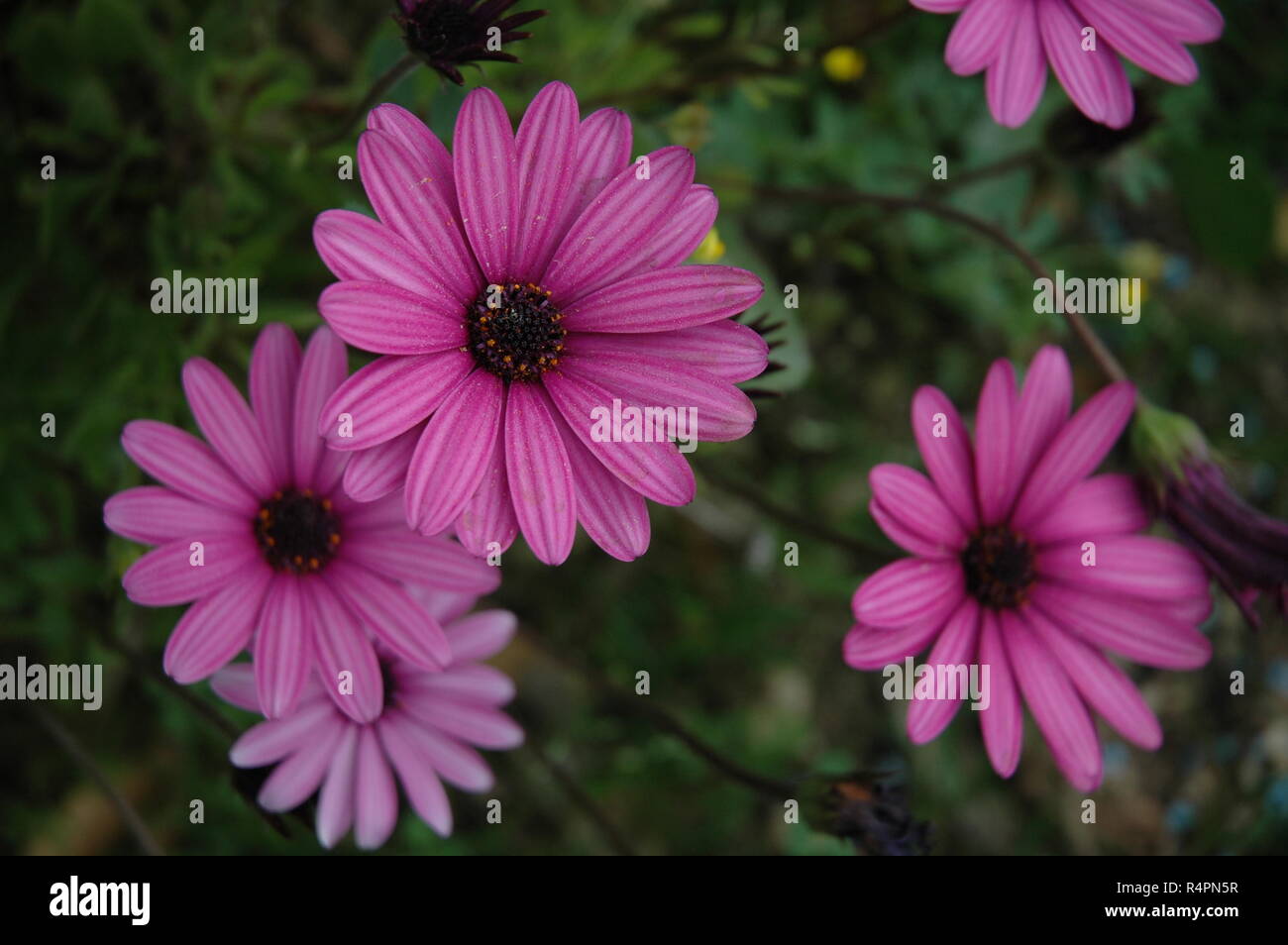 Magarite hi-res stock photography and images - Alamy