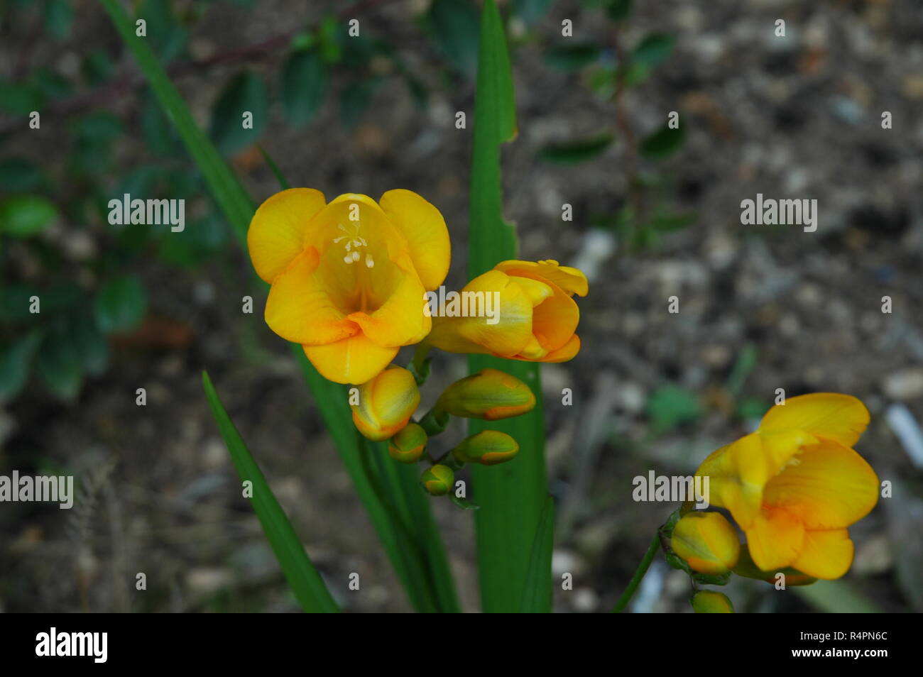 yellow crocus flowers in spain Stock Photo - Alamy