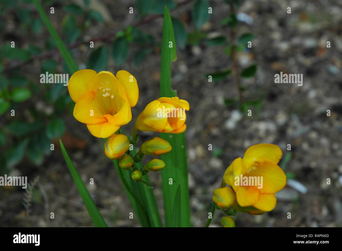 yellow crocus flowers in spain Stock Photo - Alamy