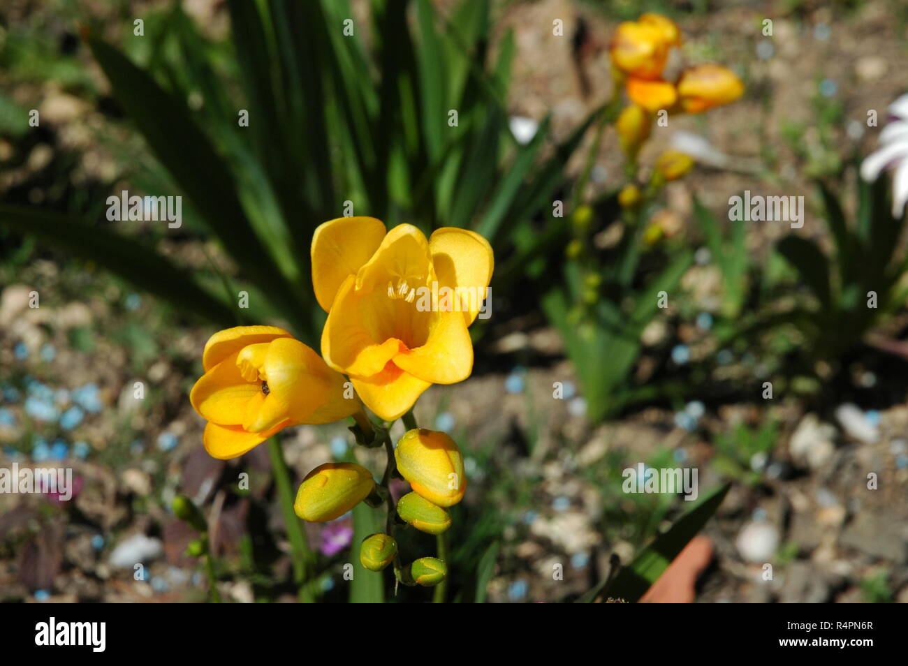 yellow crocus flowers in spain Stock Photo - Alamy