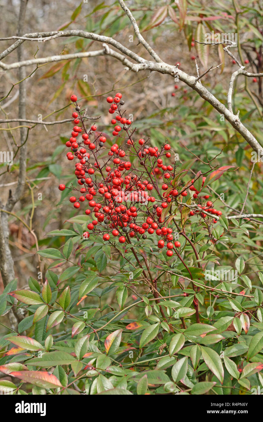 Ilex verticillata winter red berries hi-res stock photography and ...