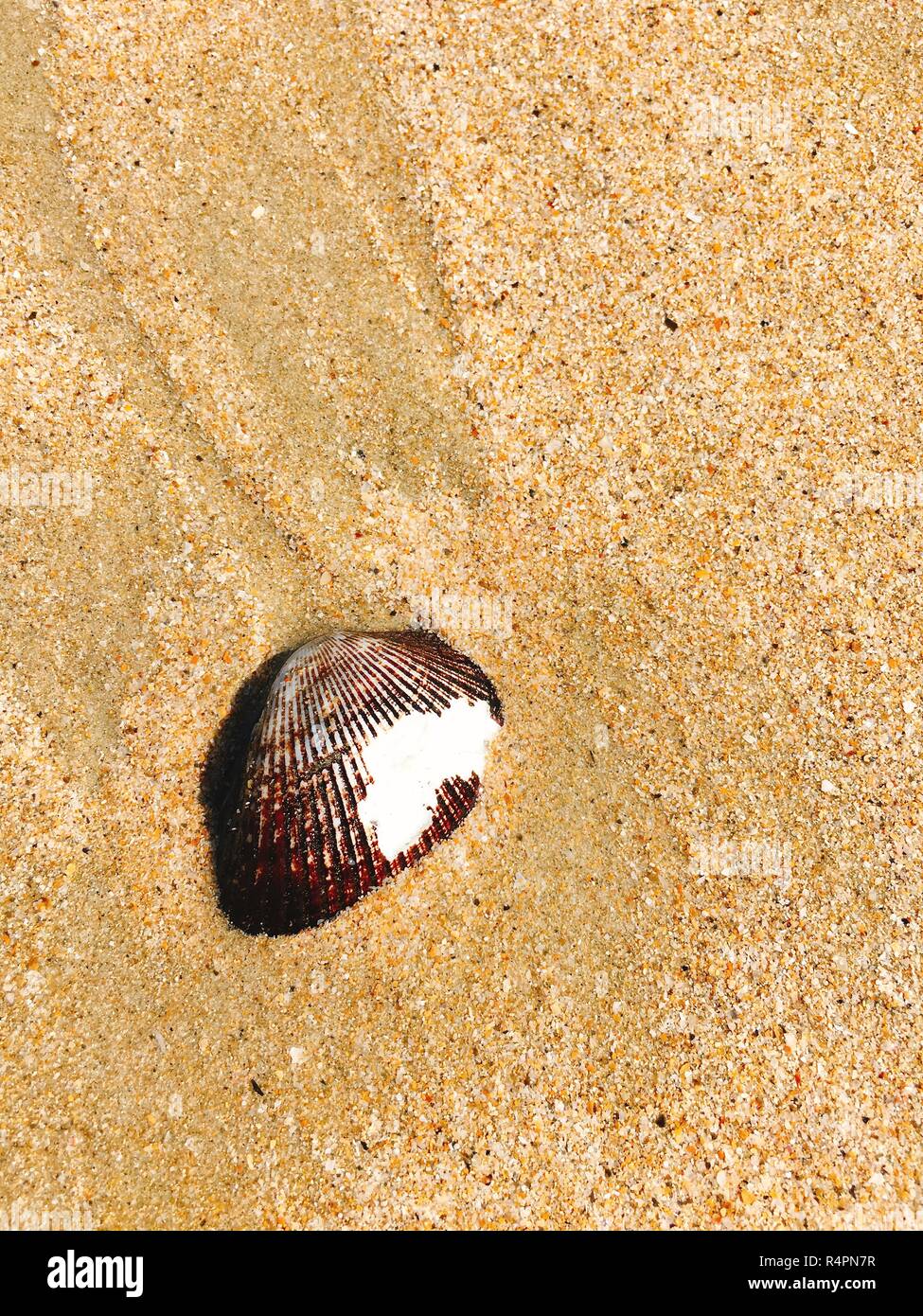 Seashell on the beach with yellow sand Stock Photo - Alamy