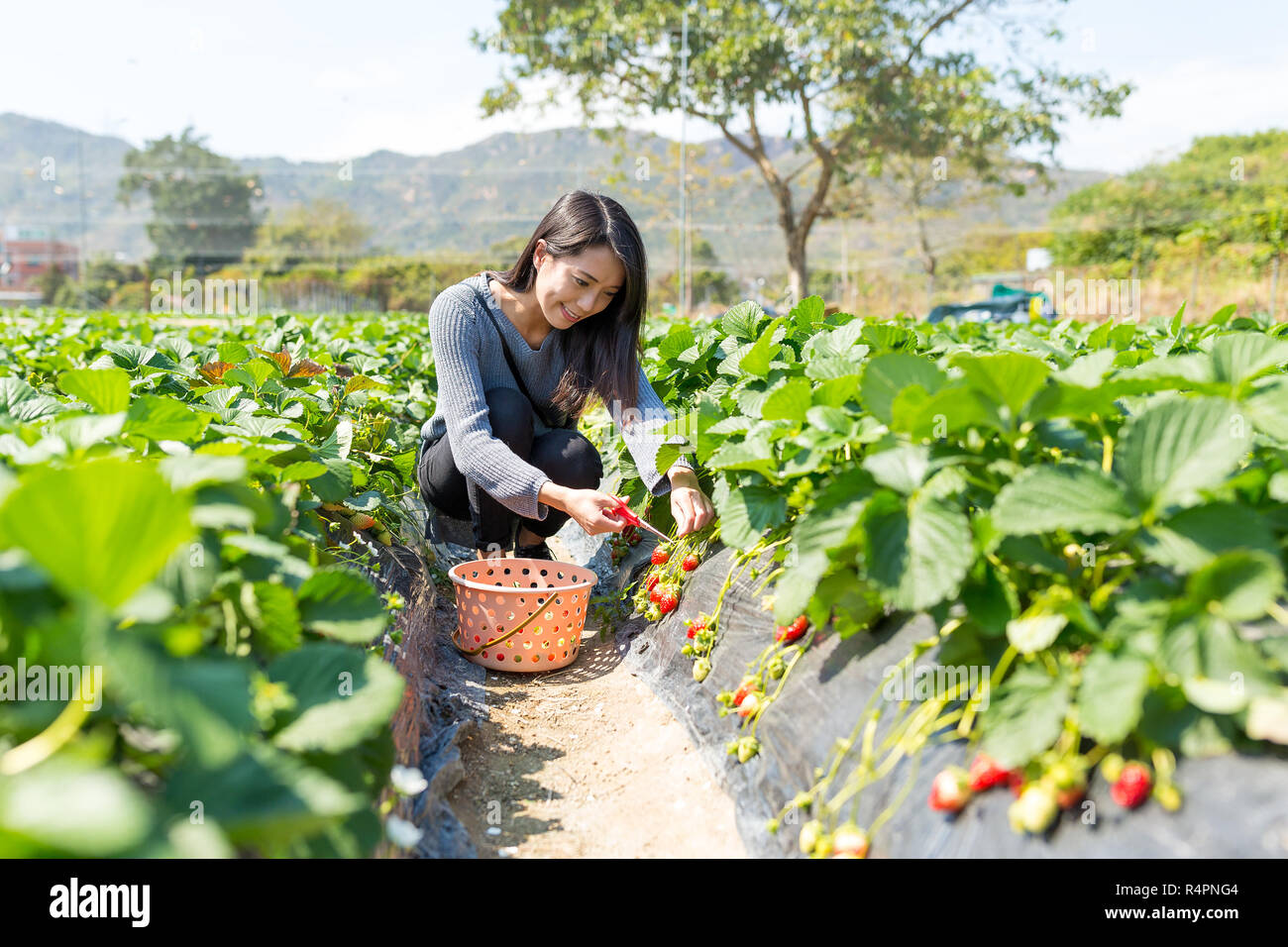 Picking strawberry in field Stock Photo - Alamy
