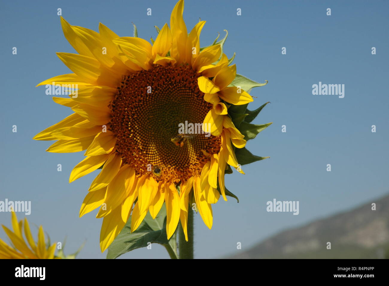 sunflowers in spain Stock Photo - Alamy