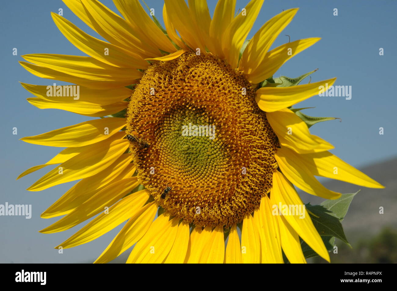 sunflowers in spain Stock Photo - Alamy