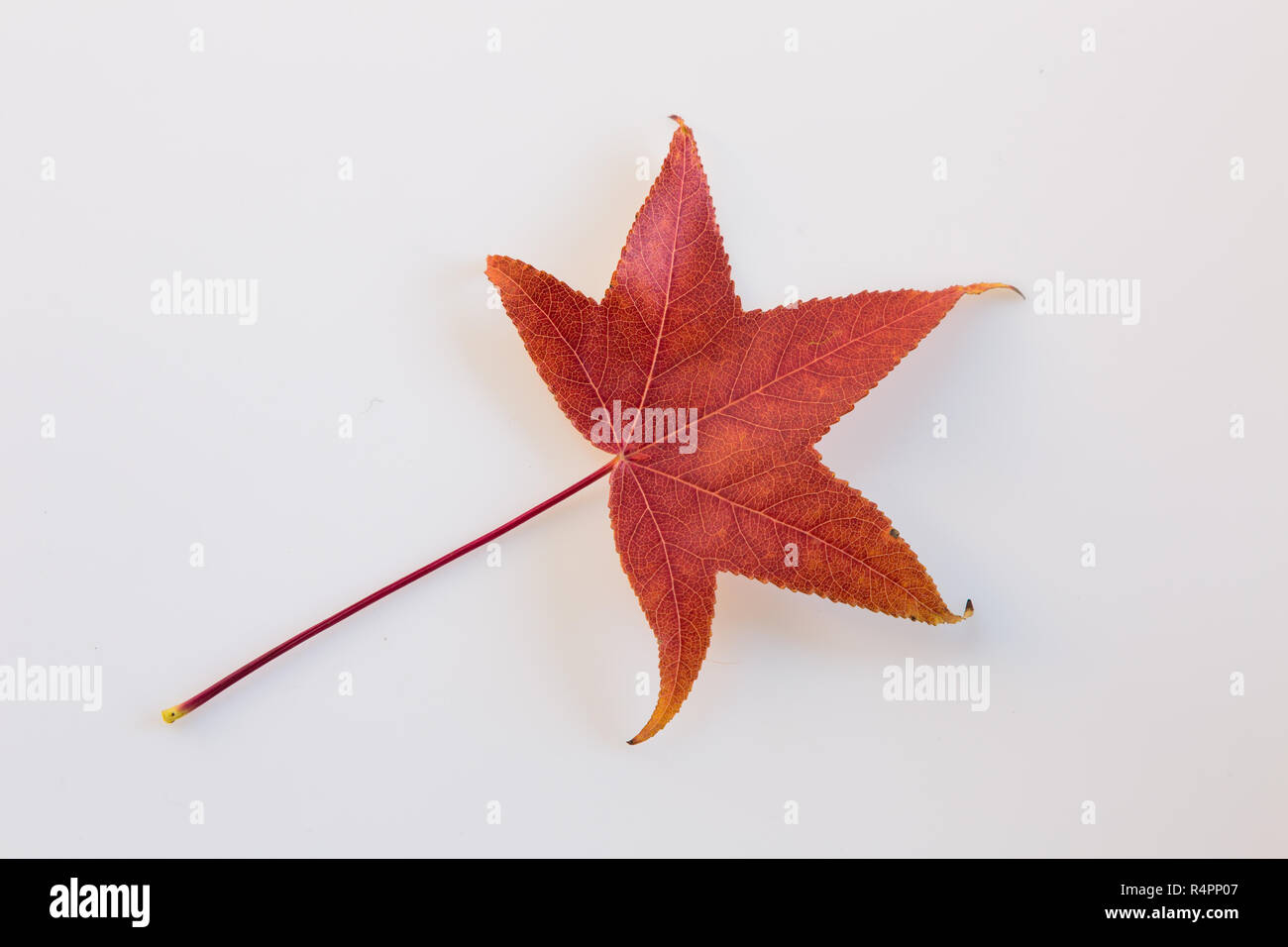 Red Autumn Leave Stock Photo - Alamy