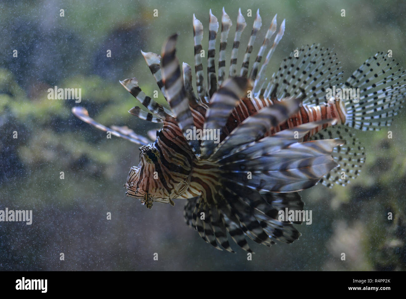 Feuerfische hi-res stock photography and images - Alamy