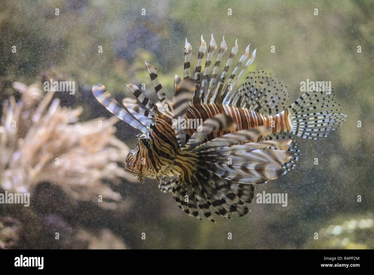 Feuerfische hi-res stock photography and images - Alamy