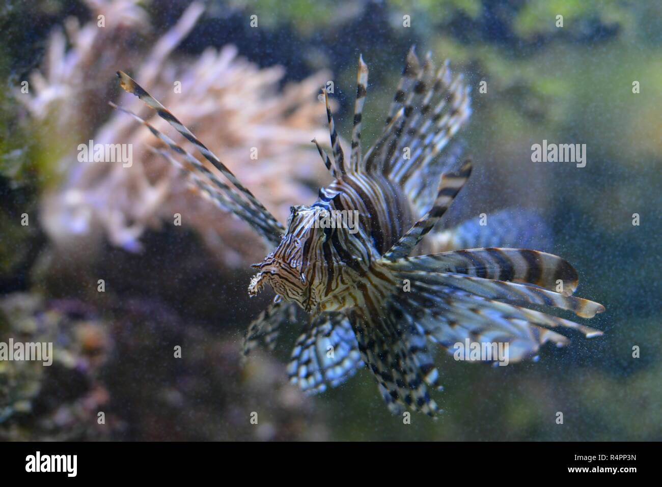 Feuerfische hi-res stock photography and images - Alamy