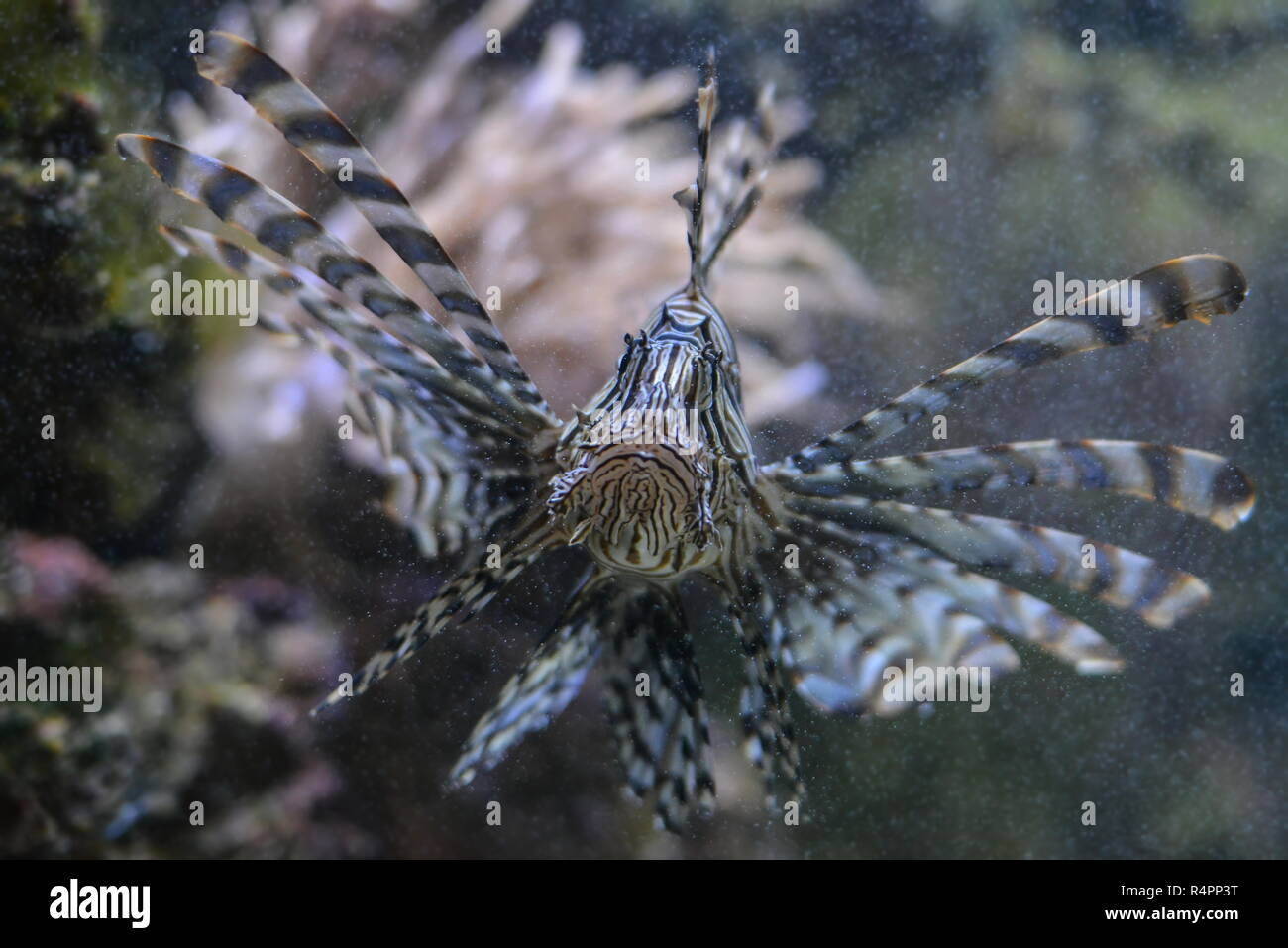Feuerfische hi-res stock photography and images - Alamy