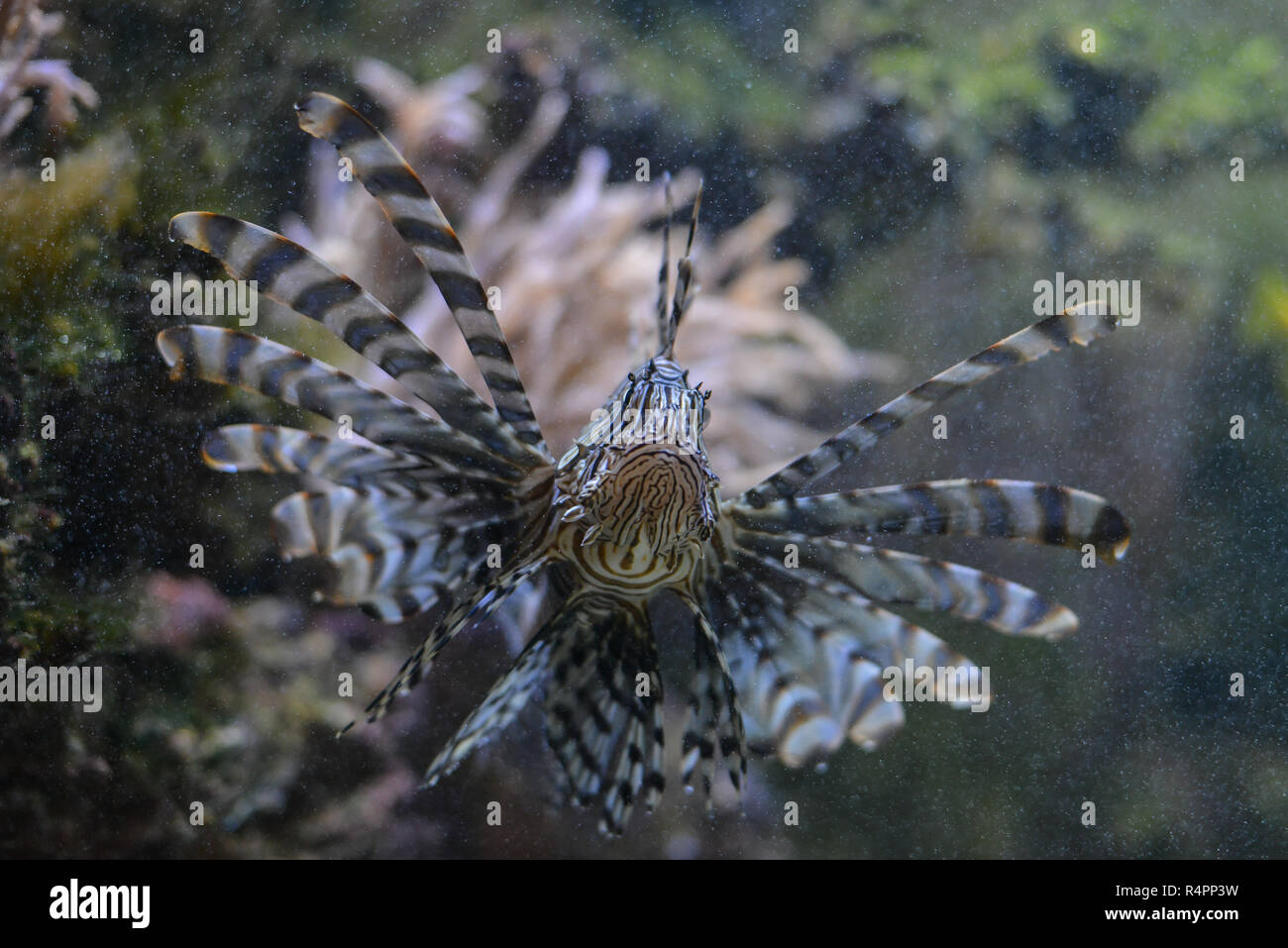 Feuerfische hi-res stock photography and images - Alamy