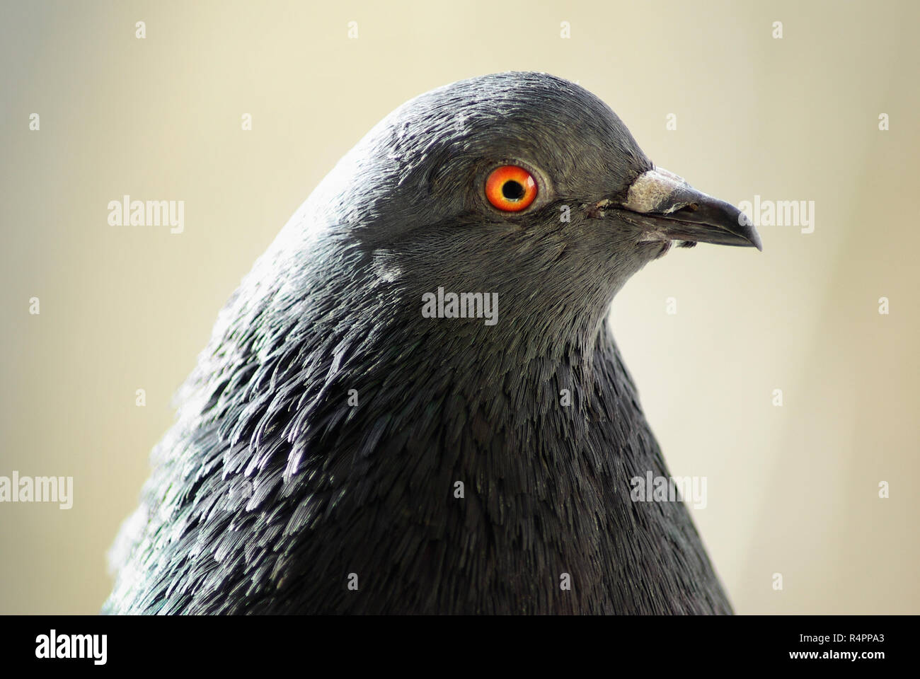 Pigeon head and neck Stock Photo - Alamy