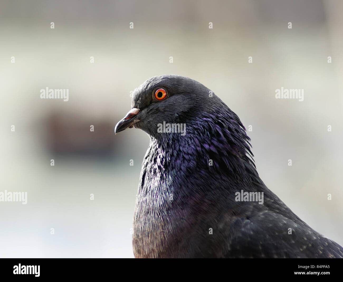 Pigeon head and neck Stock Photo - Alamy