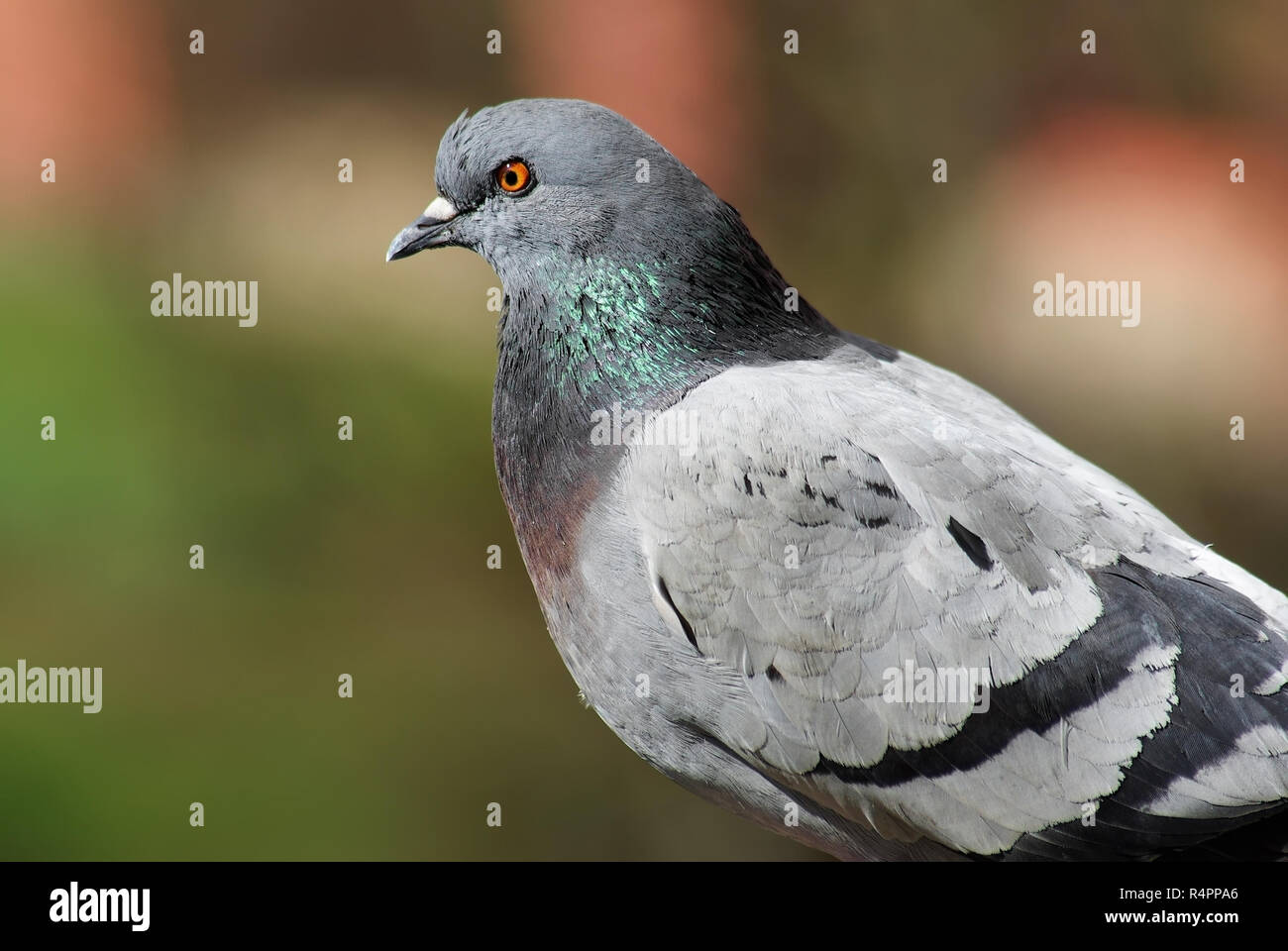 Closeup of dove Stock Photo - Alamy