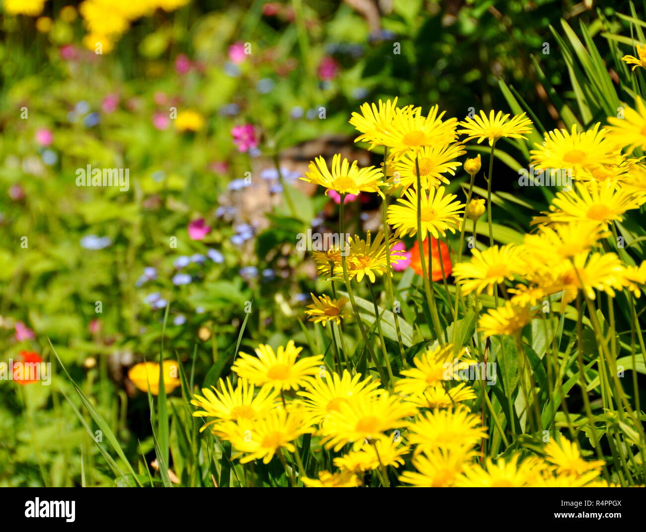 Colorful cultivated and wild flowers standing side by side in a garden ...