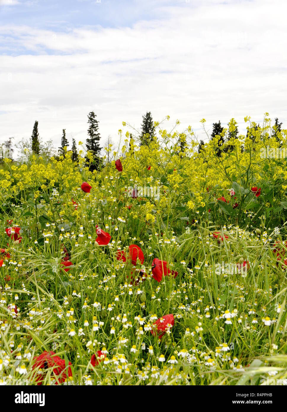 Large field of wild flowers Stock Photo - Alamy