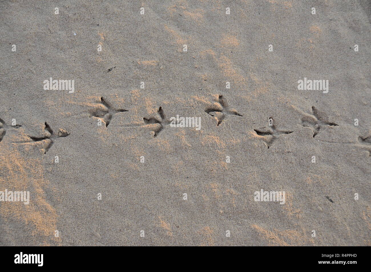 Track on the beach hi-res stock photography and images - Alamy