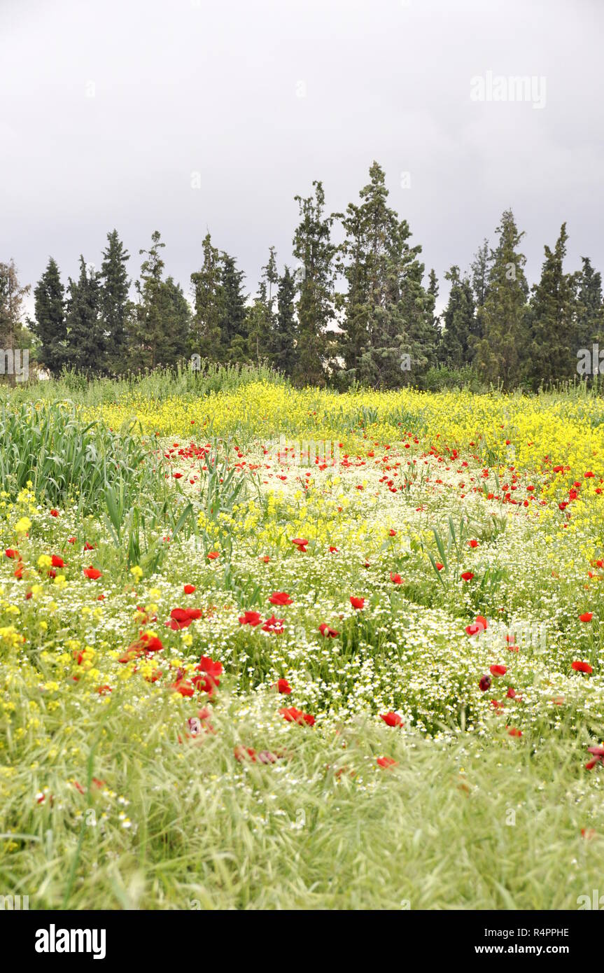 Yellow flowerfield hi-res stock photography and images - Alamy