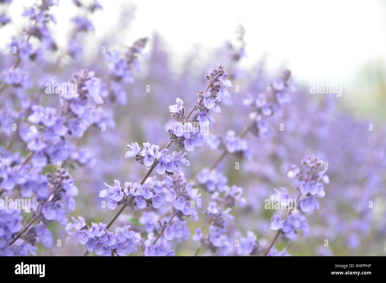 Purple catmint nepeta cataria catnip hi-res stock photography and ...
