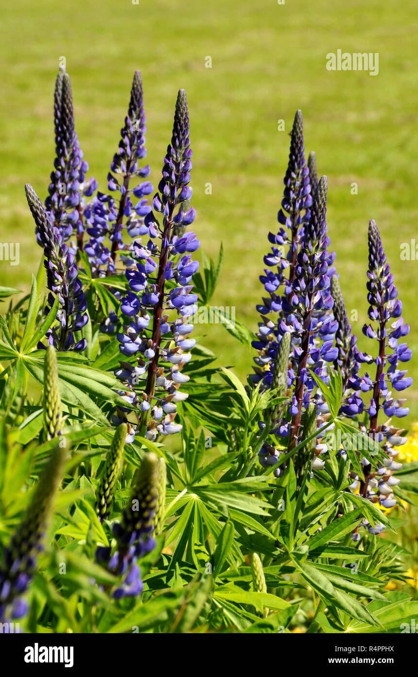 Blue garden lupin Lupinus polyphyllus Stock Photo - Alamy