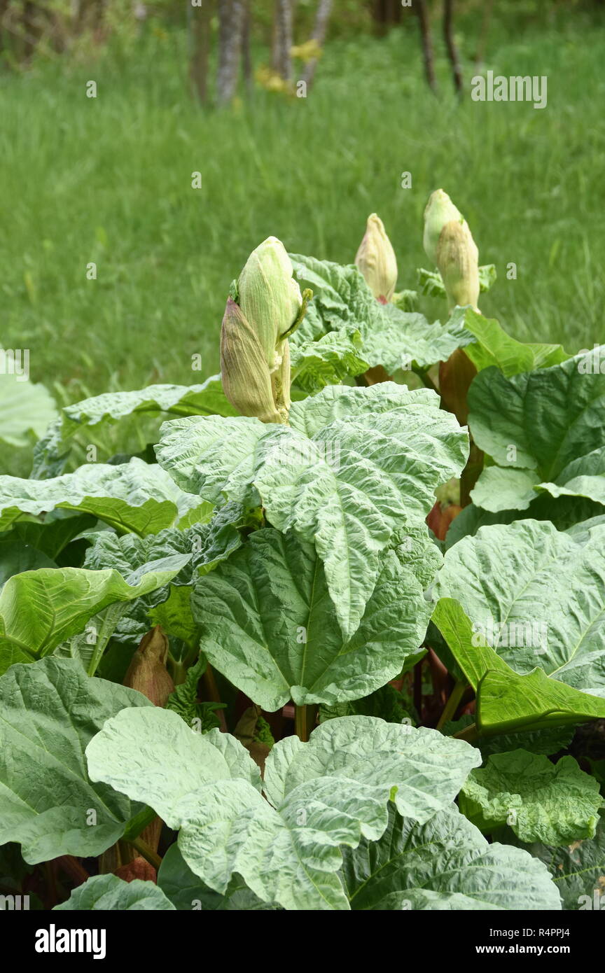 Rhubarb in season hi-res stock photography and images - Alamy