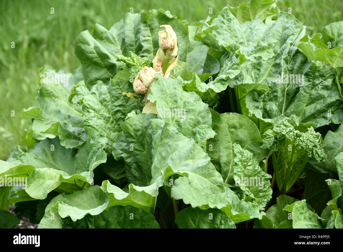 Rhubarb in season hi-res stock photography and images - Alamy
