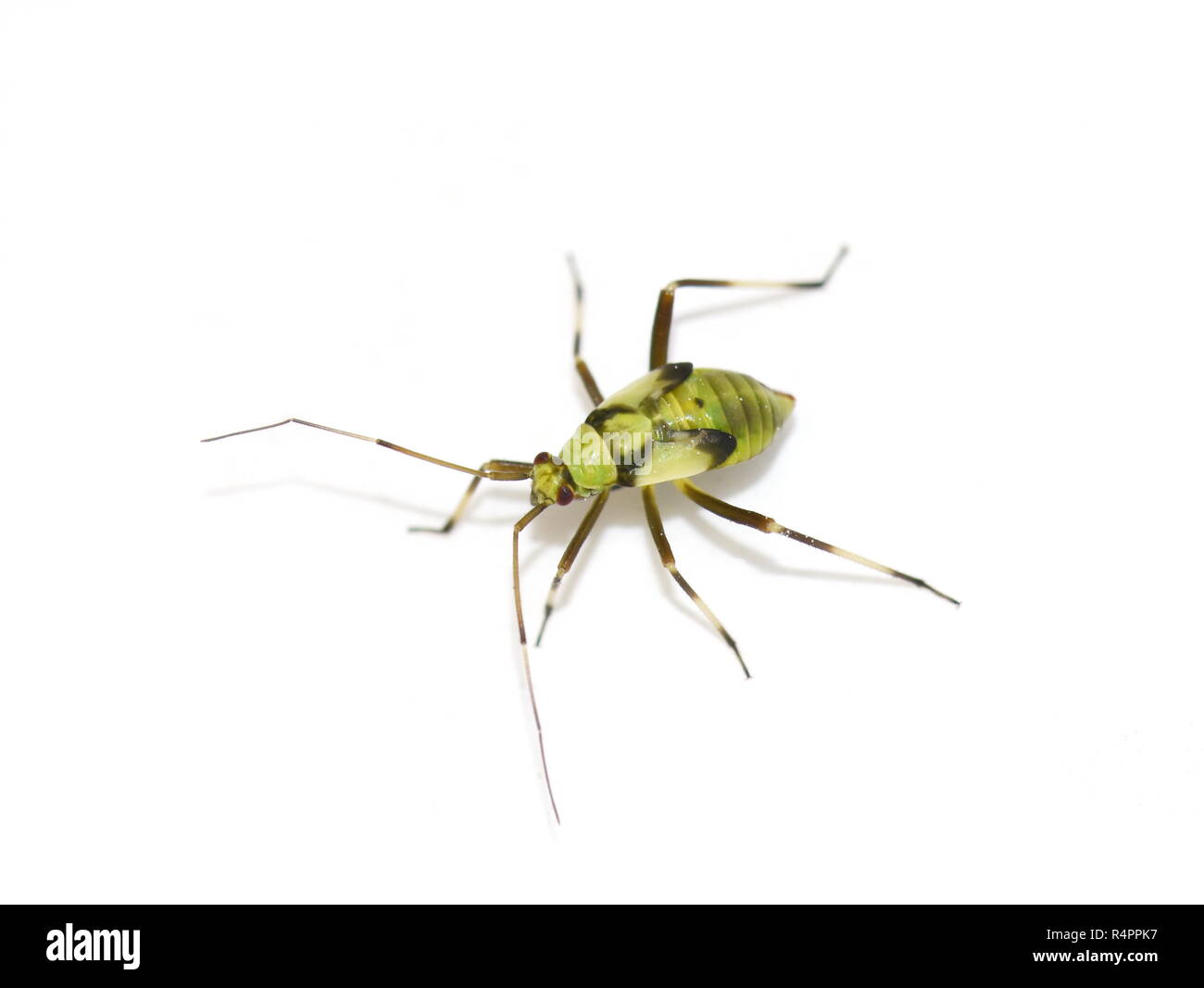 Common green capsid nymph Lygocoris pabulinus isolated on white ...