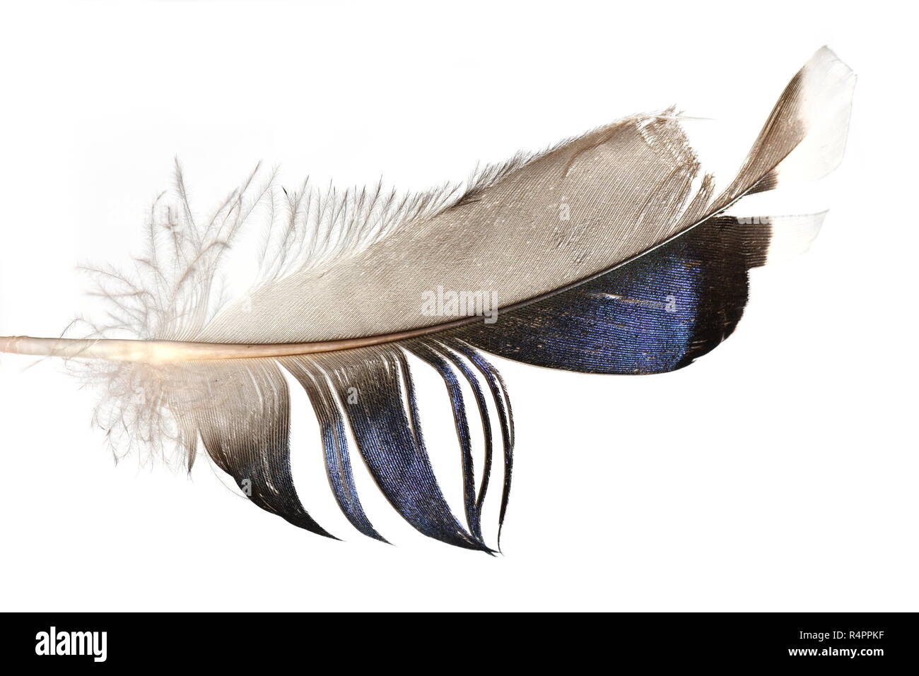 Bird black and white illustration Cut Out Stock Images & Pictures - Alamy