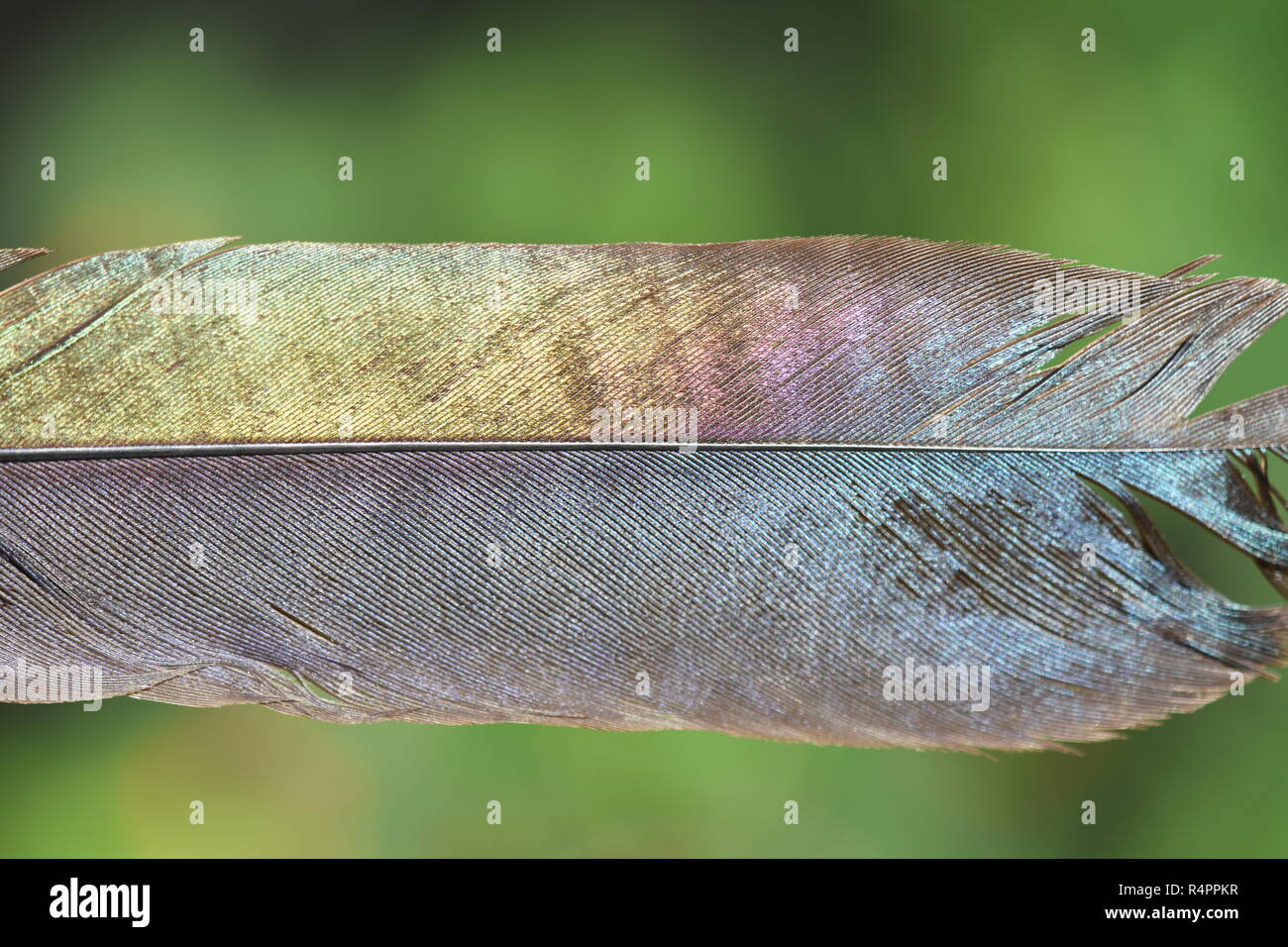 Shiny black bird hi-res stock photography and images - Alamy