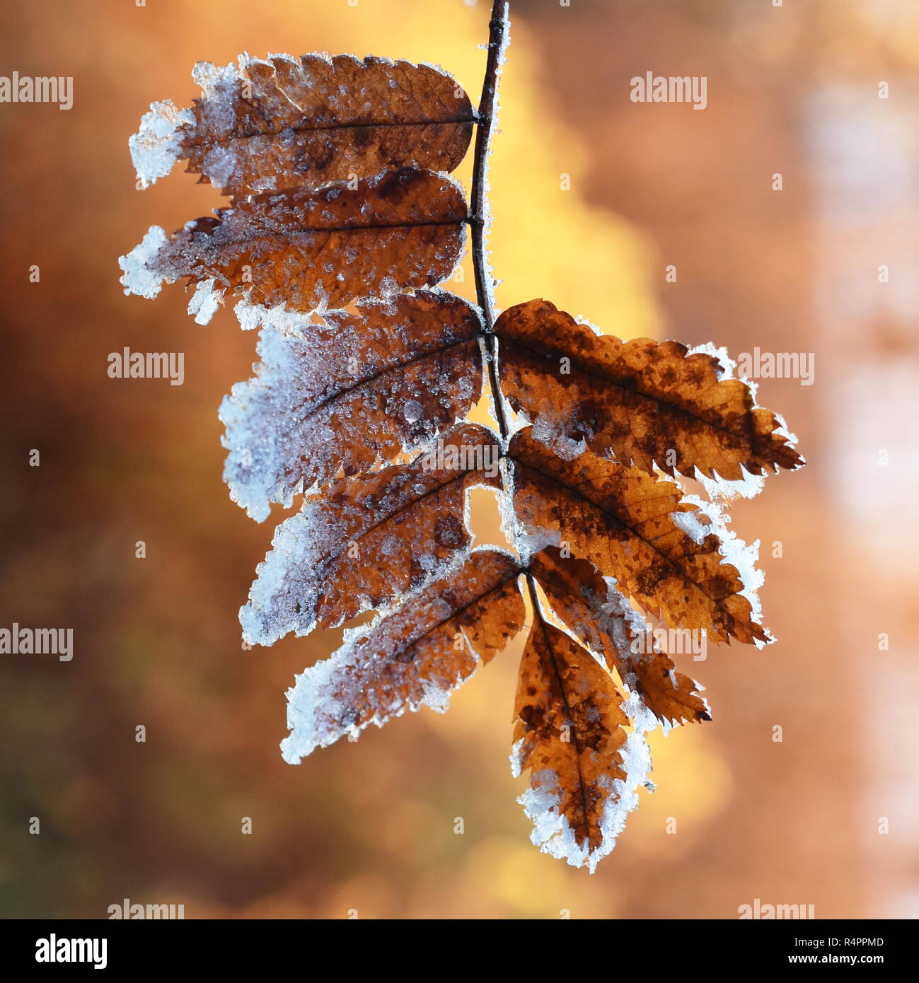 Decaying rowan leaf hi-res stock photography and images - Alamy