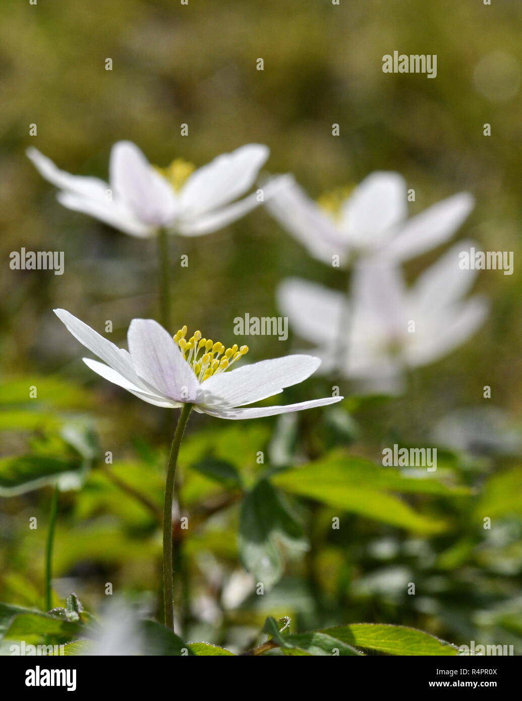 Windflower Anemone Nemorosa High Resolution Stock Photography and ...