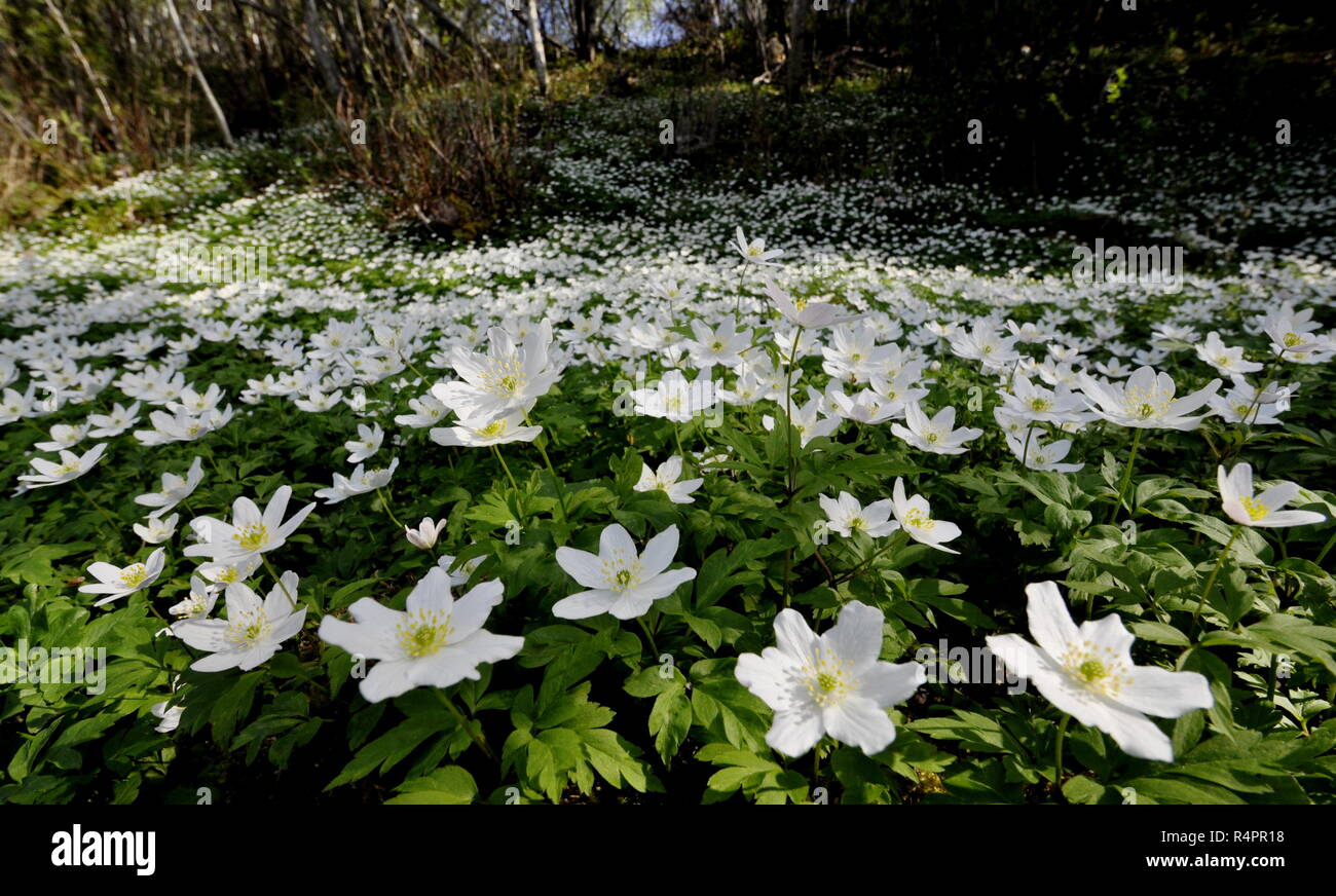 Field of Anemone nemorosa windflower Stock Photo - Alamy