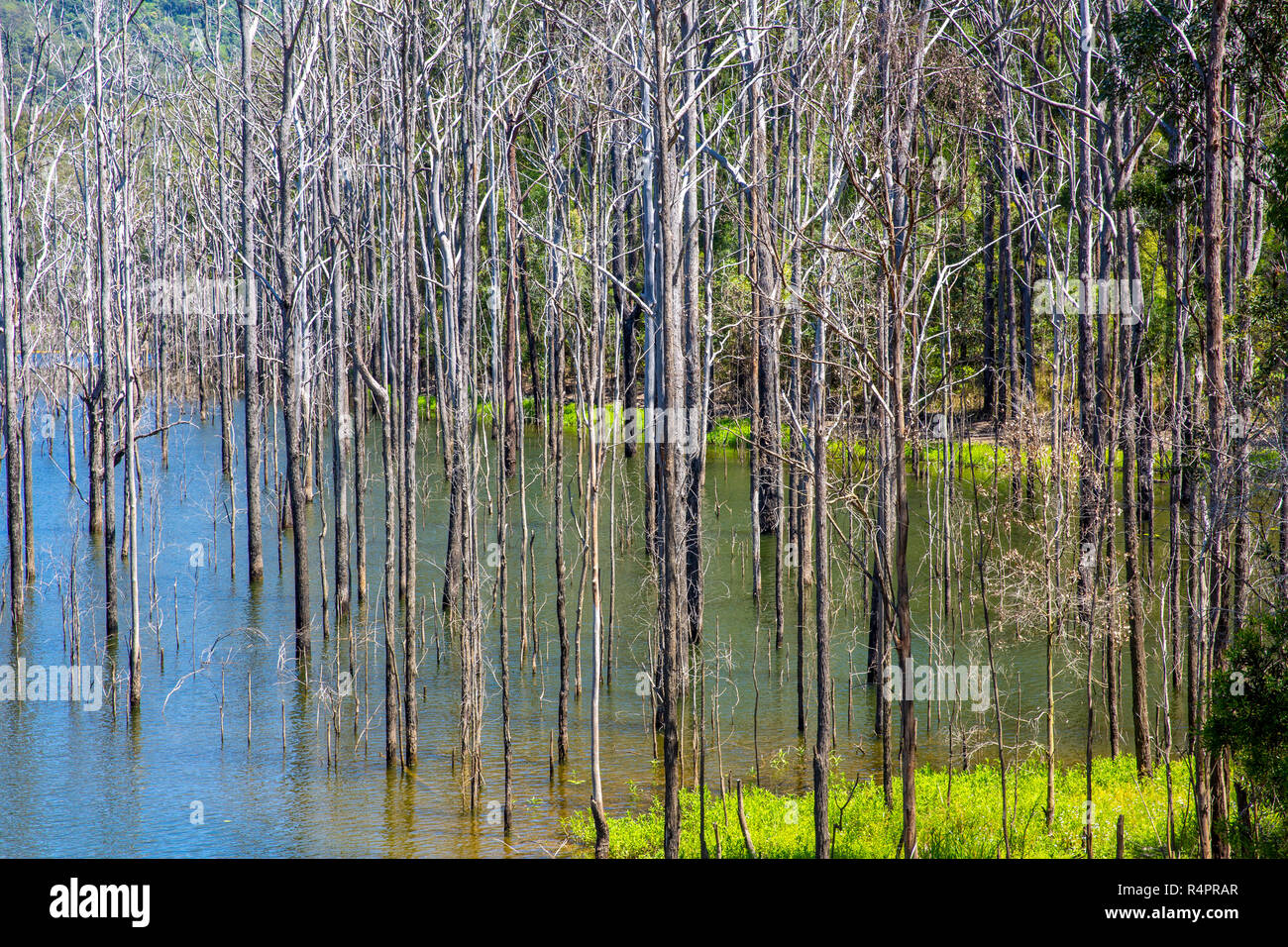 Dead trees in Advancetown lake,Springbrook national park in Queensland ...