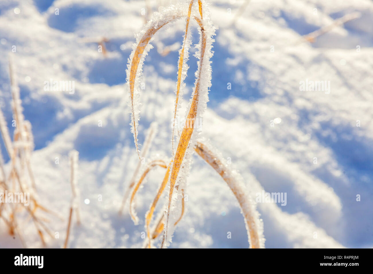 Frosty grass in snowy forest, cold weather in sunny morning. Tranquil ...