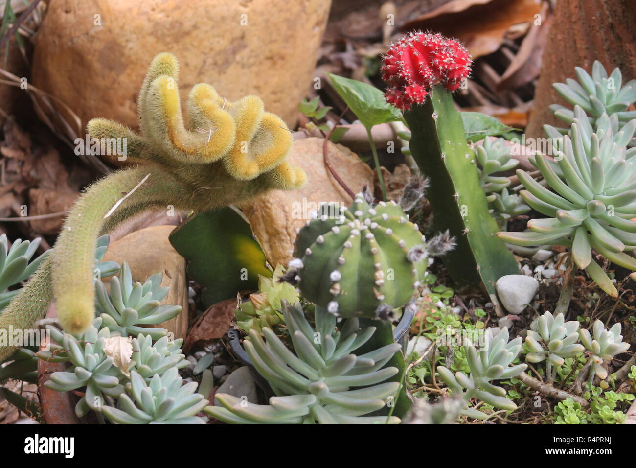 Jardim de cactus colorido hi-res stock photography and images - Alamy