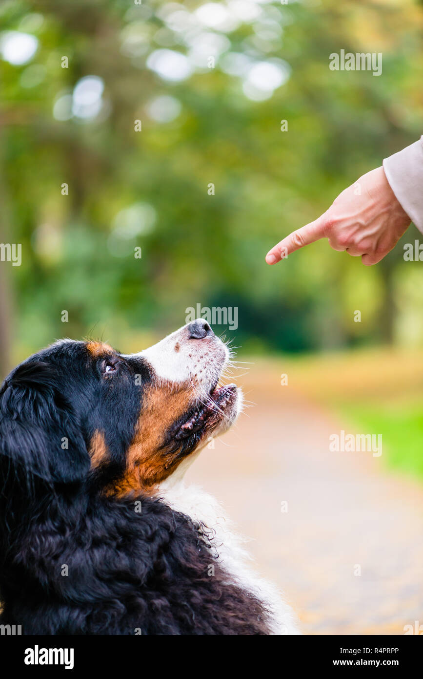 Woman training with dog sit command Stock Photo - Alamy