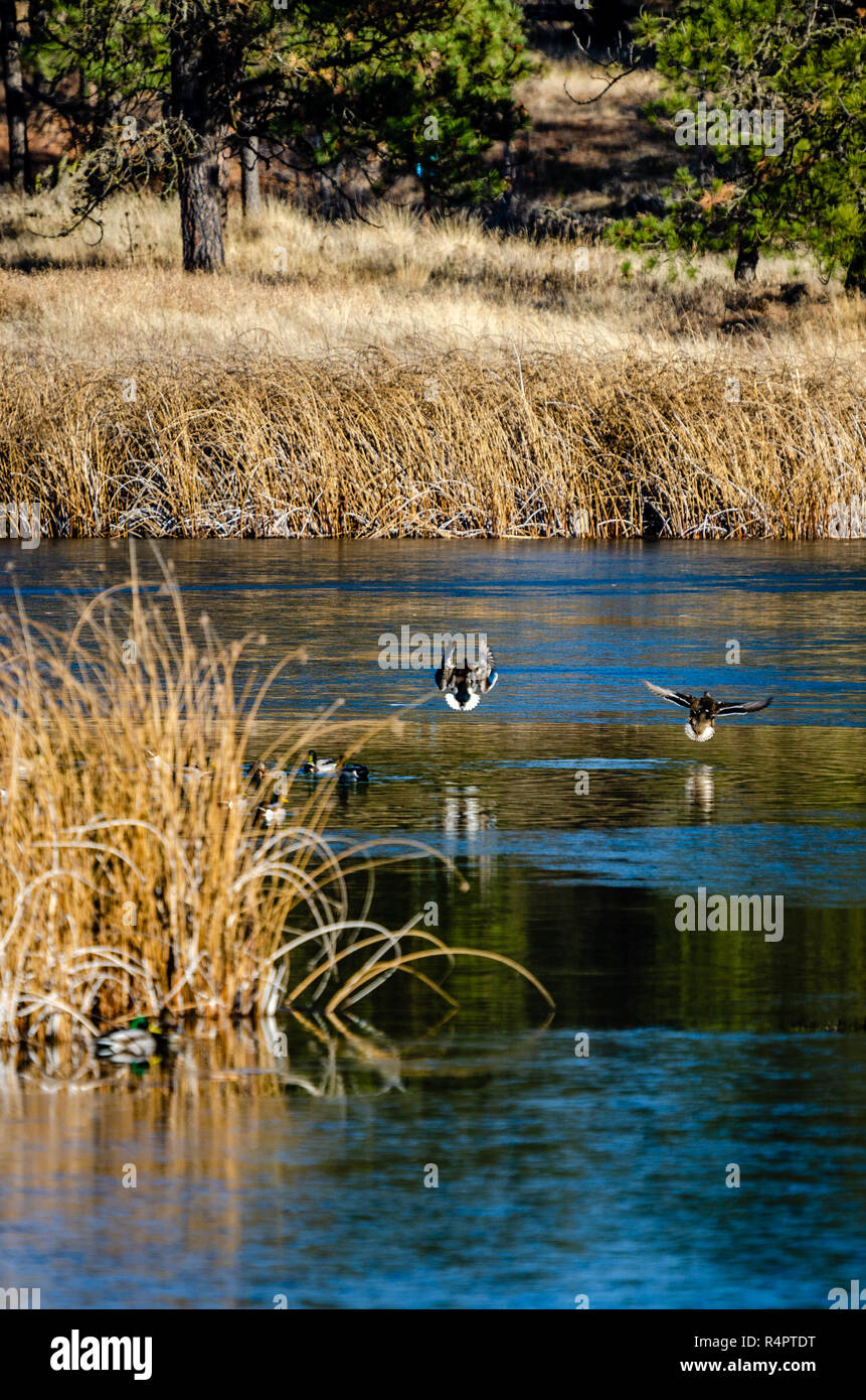Incoming Ducks At Turnbull National Wildlife Refuge Stock Photo - Alamy