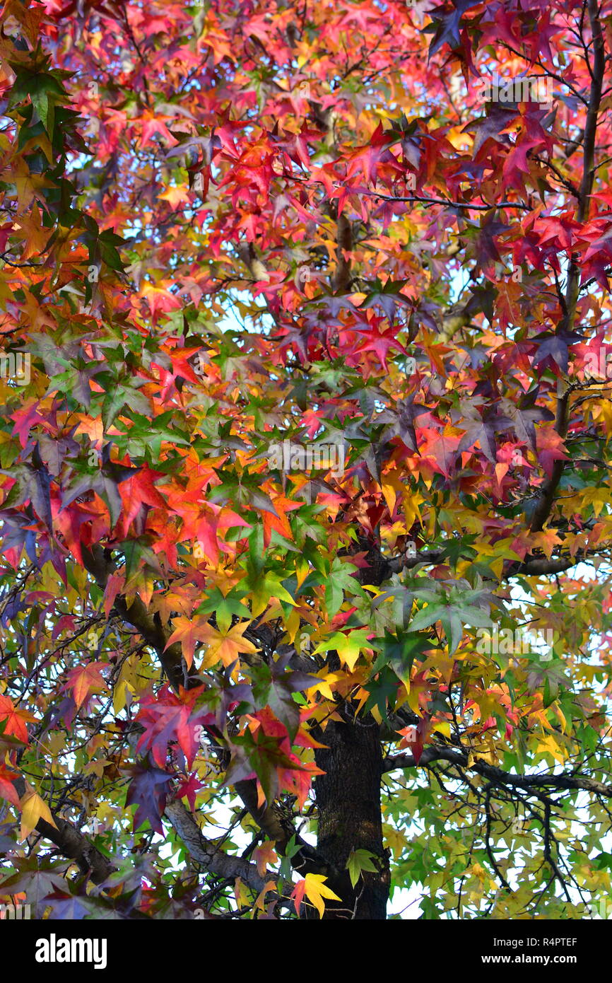Maple Leaves Fall Rainbow, Victoria, BC, Canada Stock Photo - Alamy