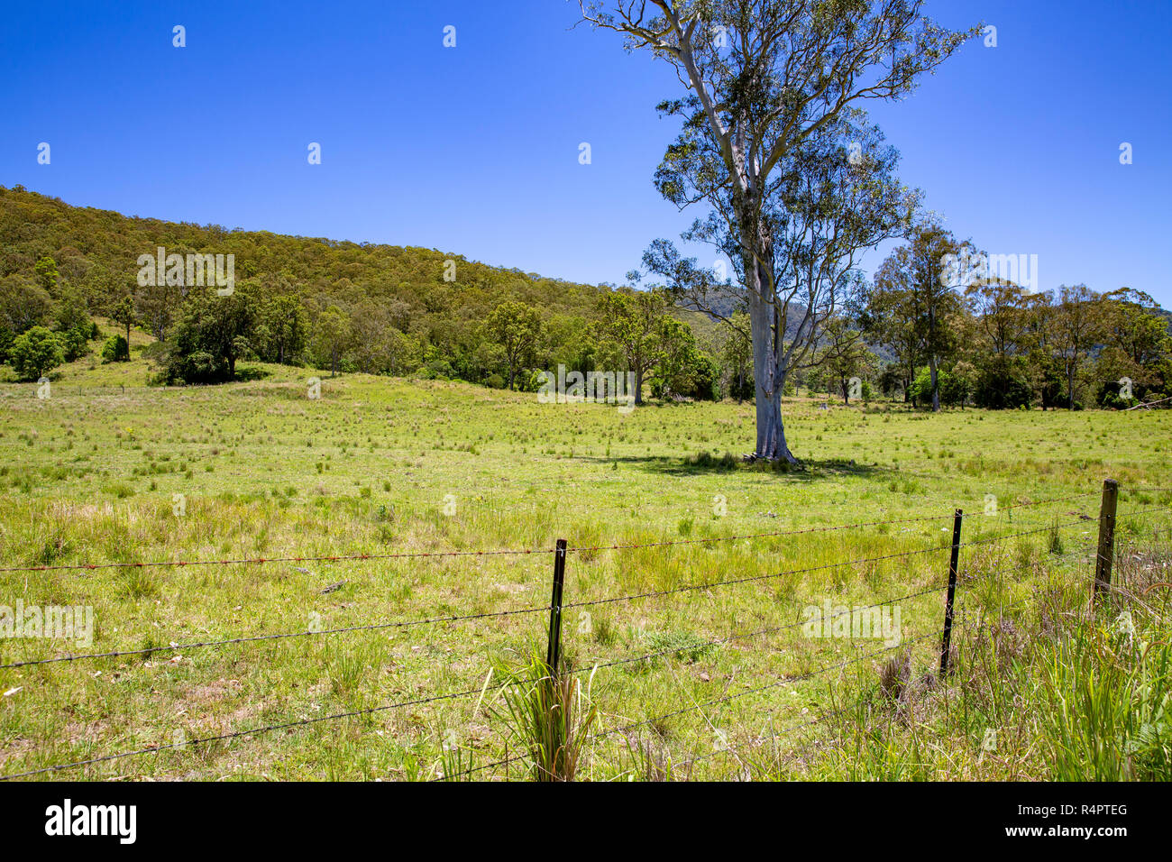 Countryside in Springbrook national park,Gold Coast hinterland ...
